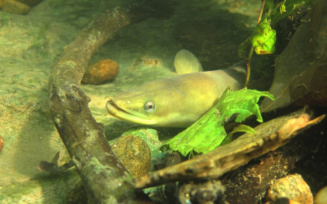 Migratory fish | CAE MAB network