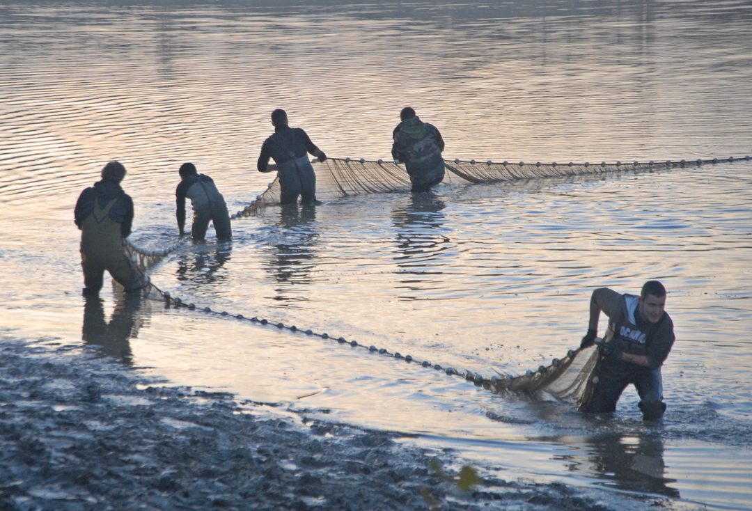 Migratory fish | CAE MAB network